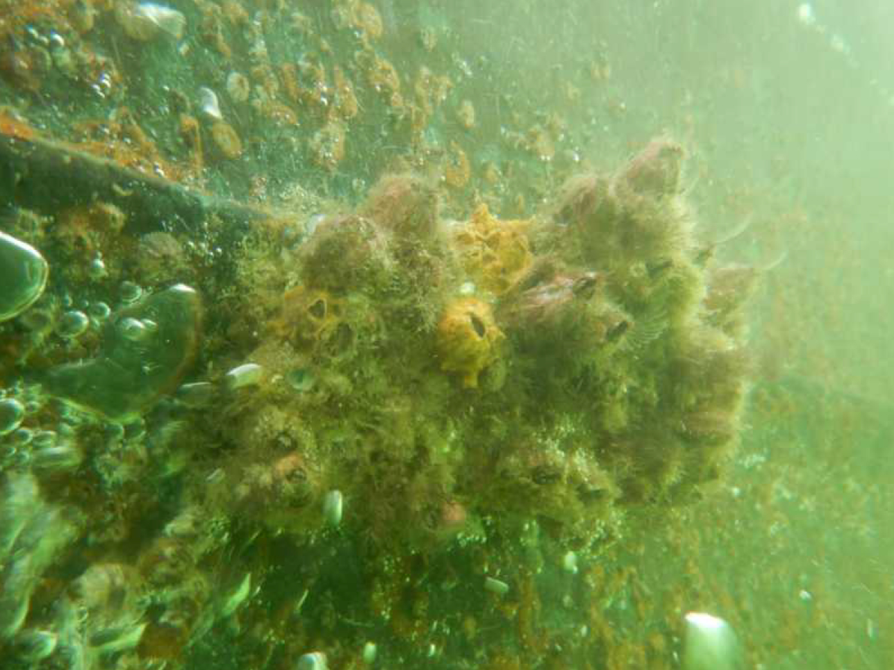 Impact of Water Conditions on Marine Fouling